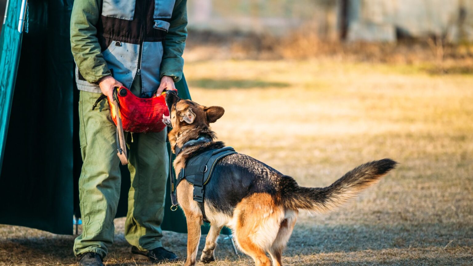 7 Famous Celebrities Who Owes German Shepherd Dog