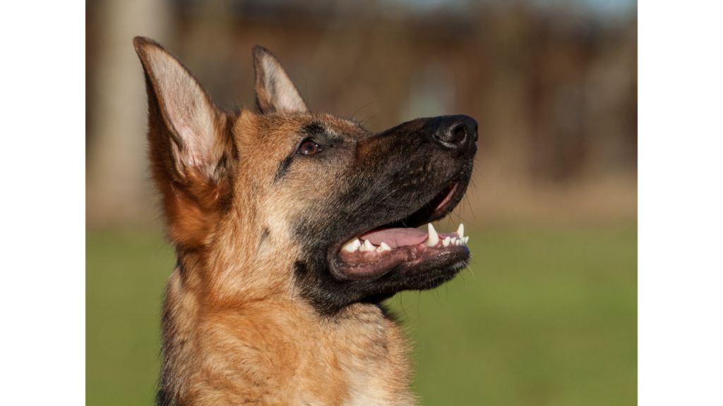 How to Stop German Shepherd Barking: A Comprehensive Guide